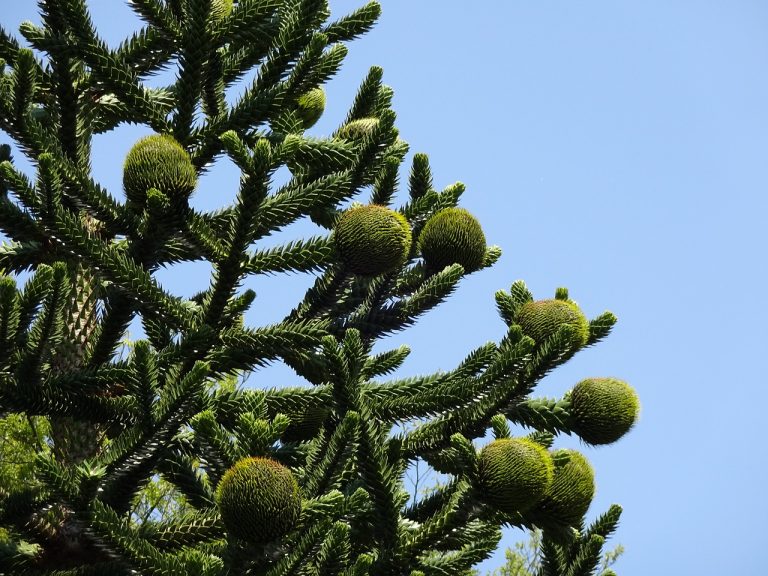 What is a Monkey Puzzle Tree? - Earthpedia - Earth.com