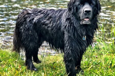 The Newfoundland Dog - Earth.com - Earthpedia Animals