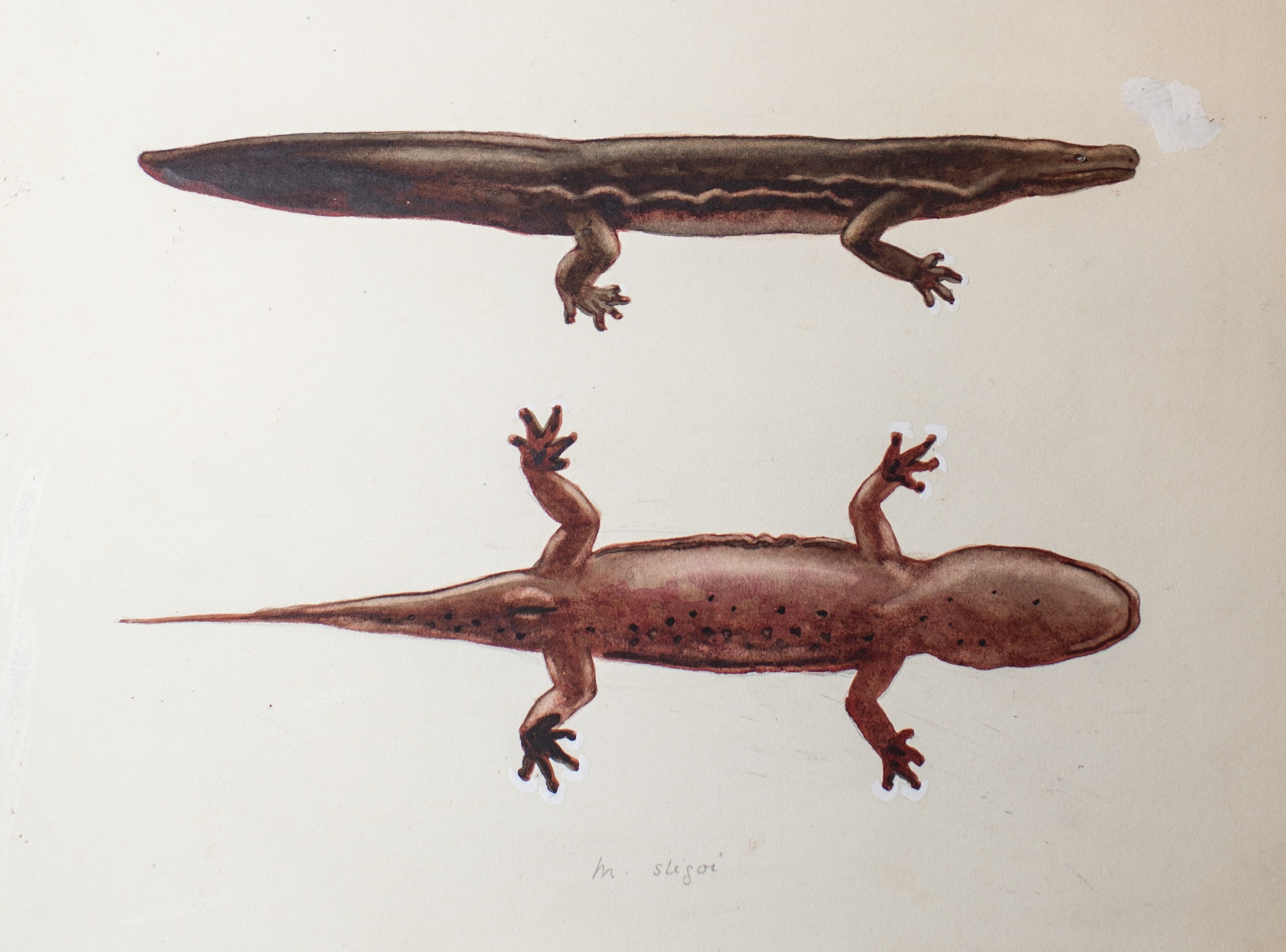 Newly identified giant salamander species could be the world’s largest ...