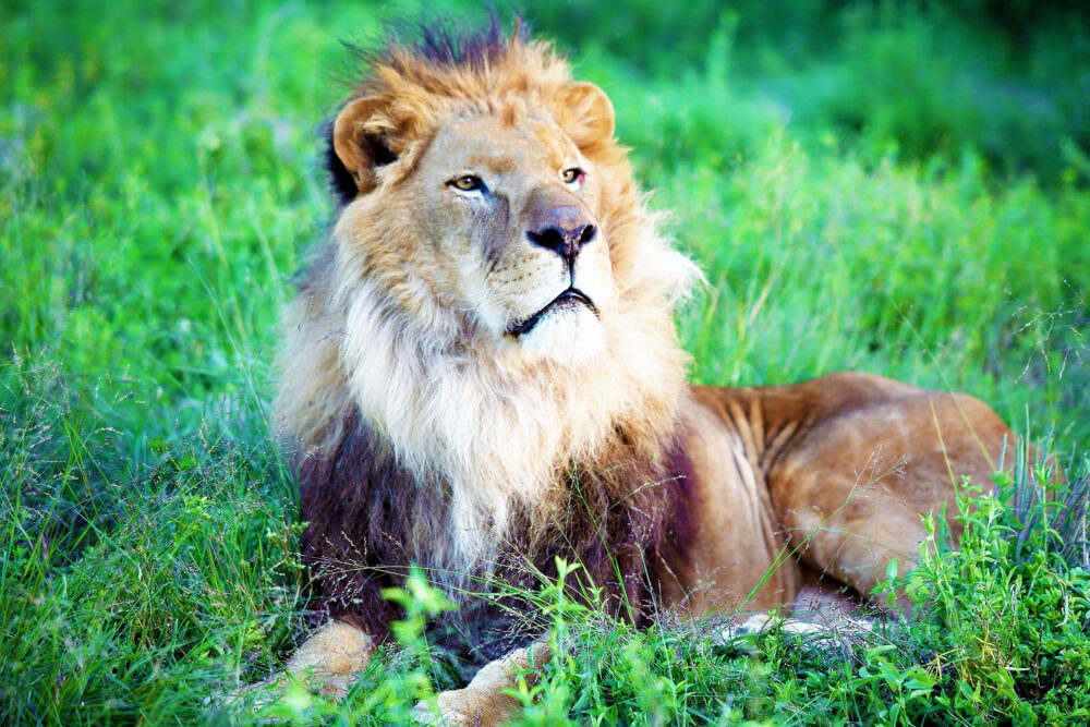 Are Lions Endangered? It's Complicated. - Earthpedia - Earth.com