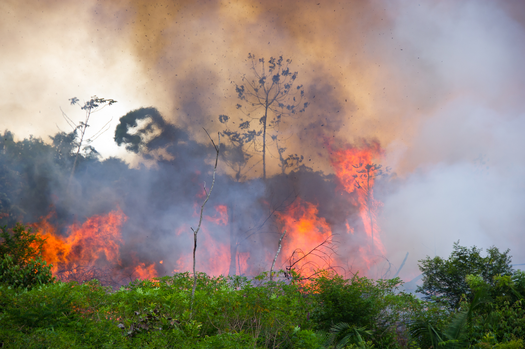 Selling Amazon destruction: Companies and politicians profit as forest ...