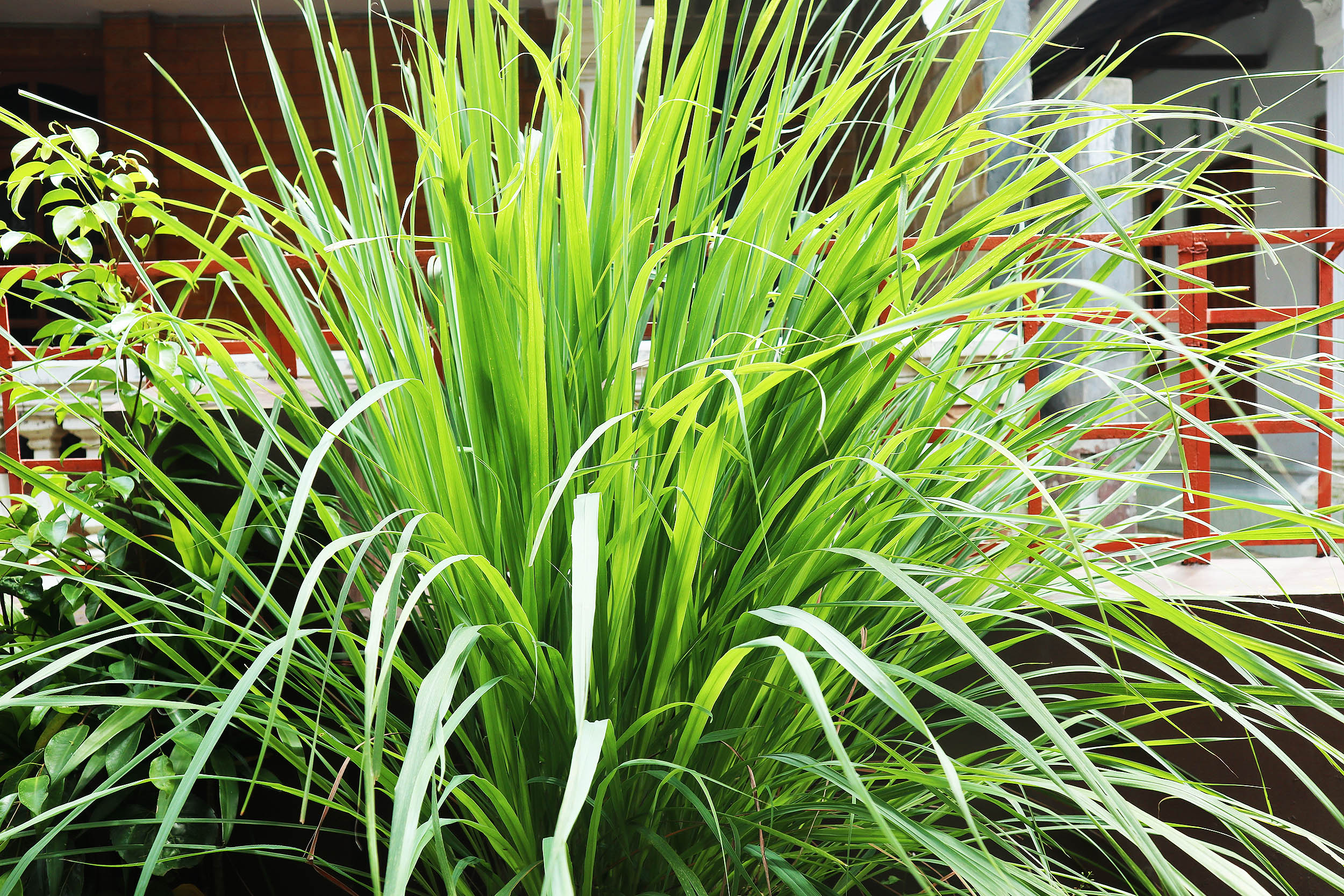 What Is the Mosquito Plant? - Earthpedia - Earth.com