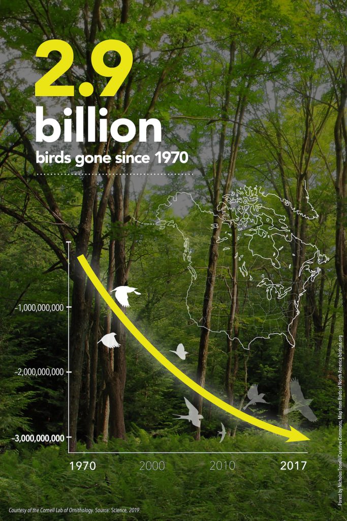 Bird populations in the US and Canada have dropped by 29 percent in 50 ...