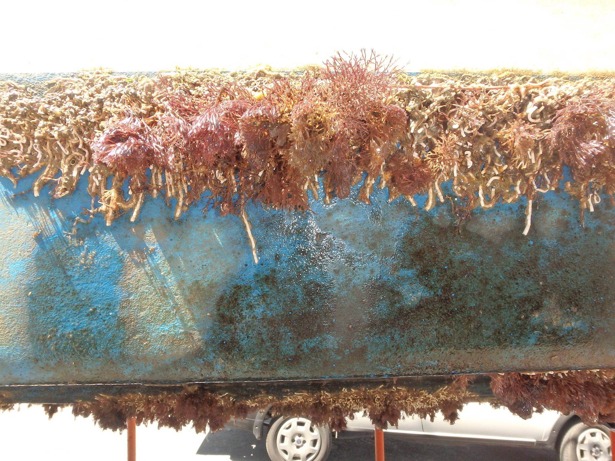 Recreational boating is spreading invasive species - Earth.com