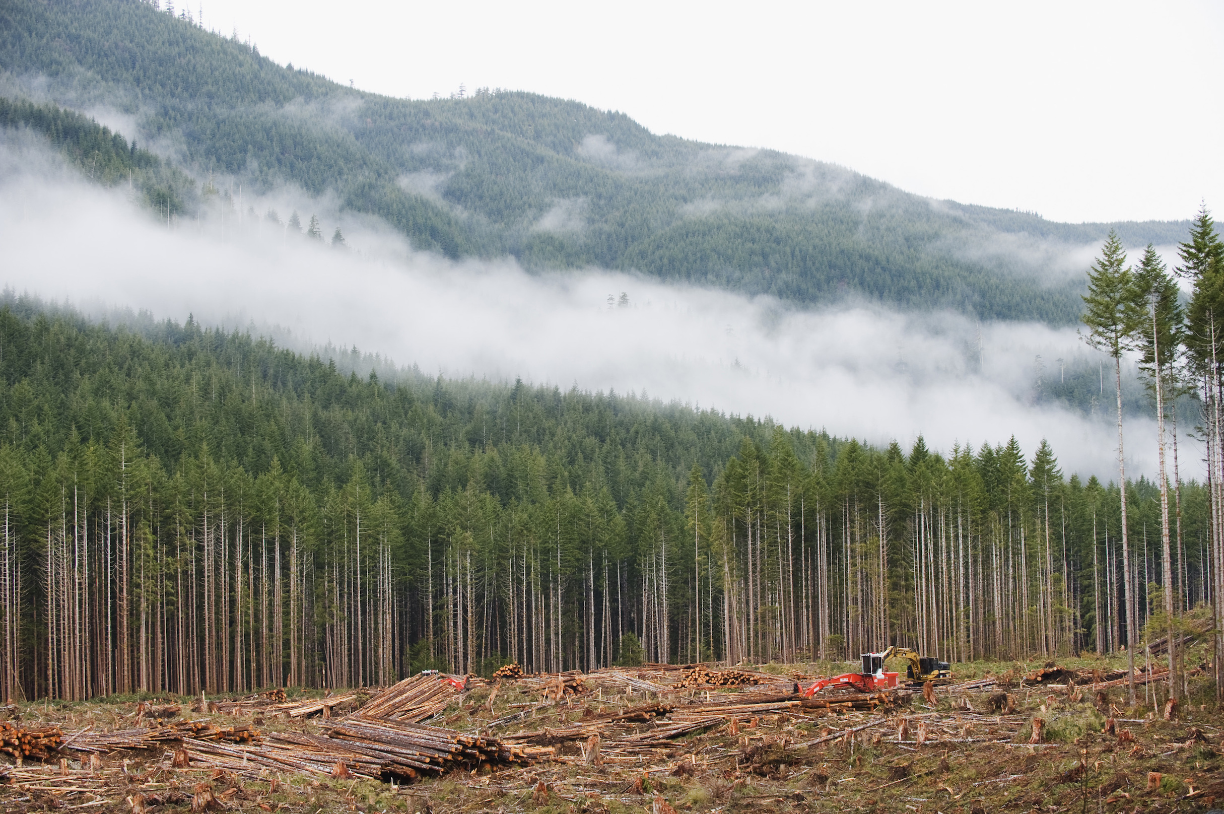 Global deforestation and the slow progress to protect the forests ...