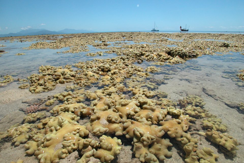 Study reveals major changes in the Great Barrier Reef over the past ...