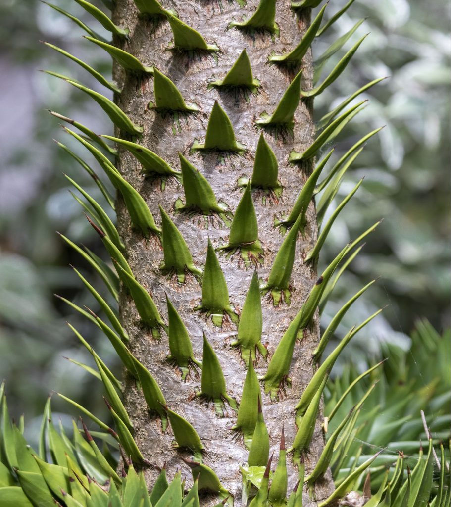 What is a Monkey Puzzle Tree? - Earthpedia - Earth.com
