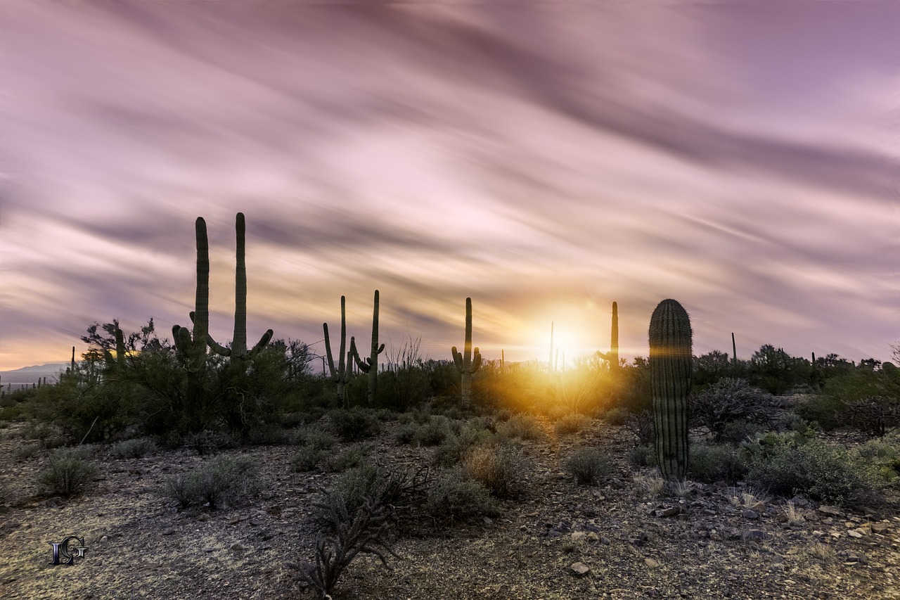 Most Popular Cactus Trees • Earthpedia • Earth.com
