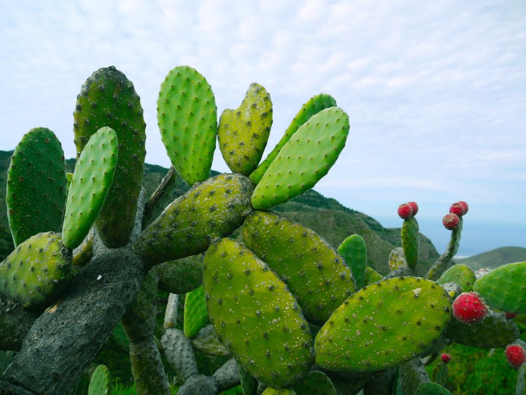 Most Popular Cactus Trees - Earthpedia - Earth.com