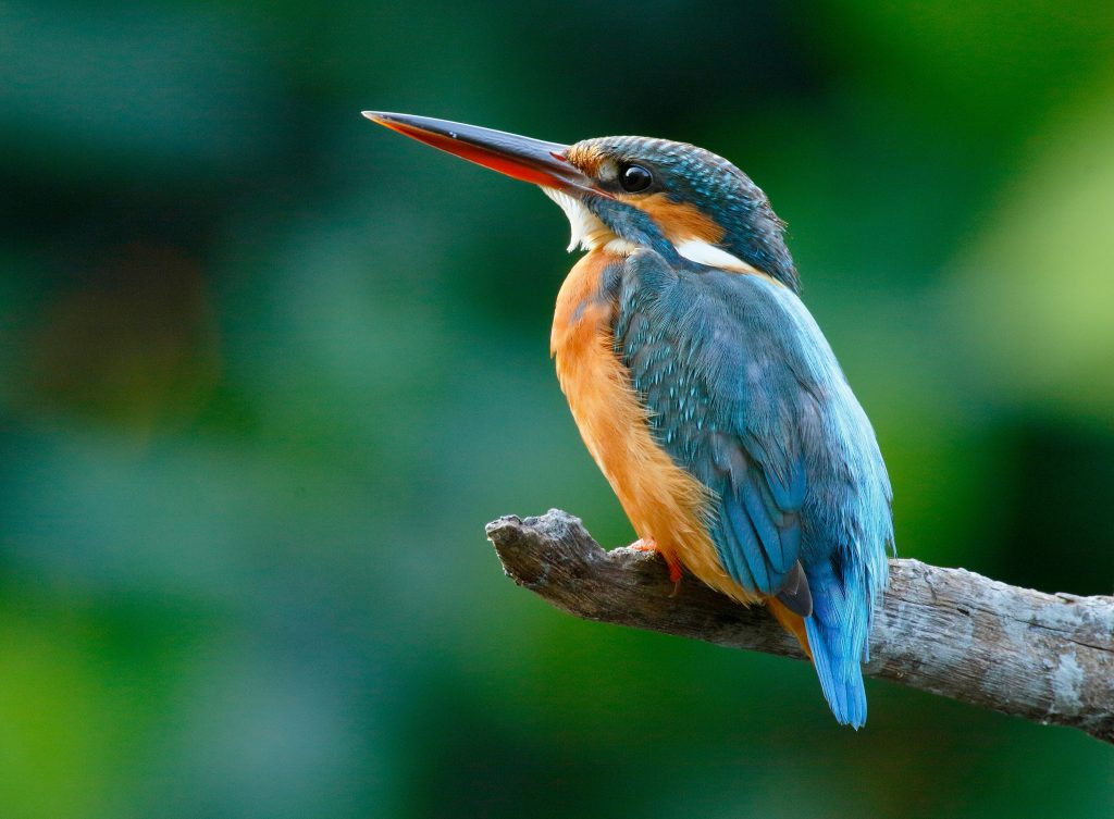 Innovative birds have an evolutionary advantage - Earth.com