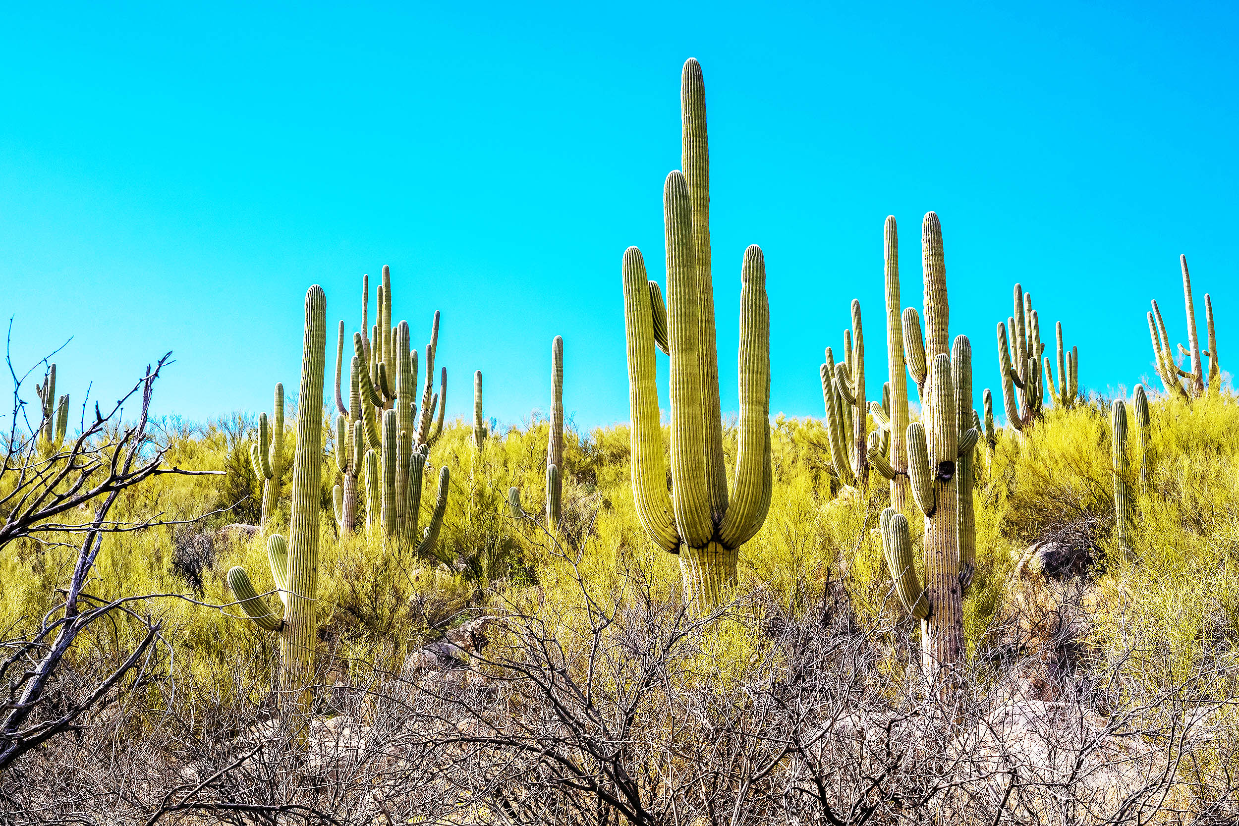 Most Popular Cactus Trees - Earthpedia - Earth.com