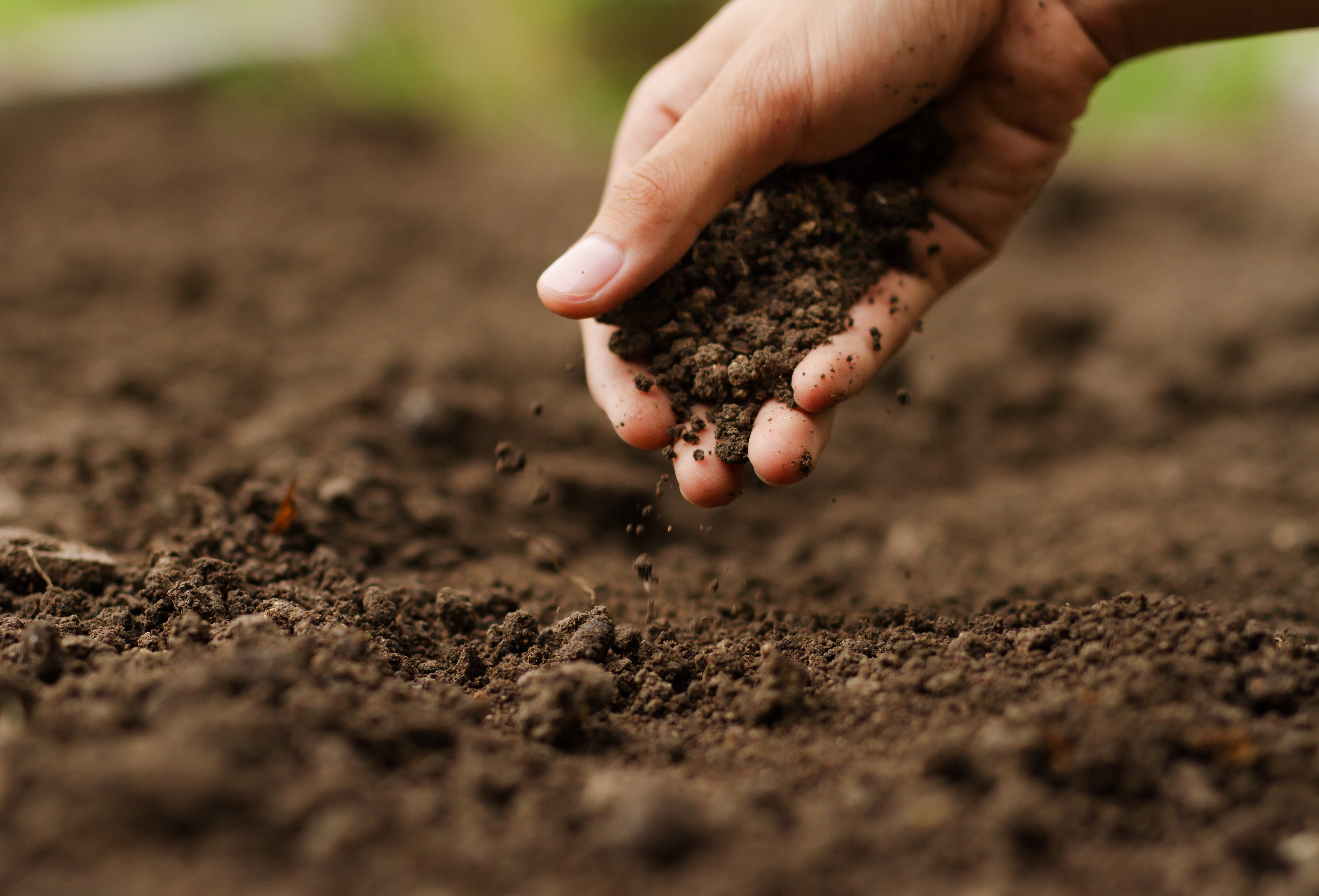 Soil triggers clotting to control bleeding in a wound - Earth.com