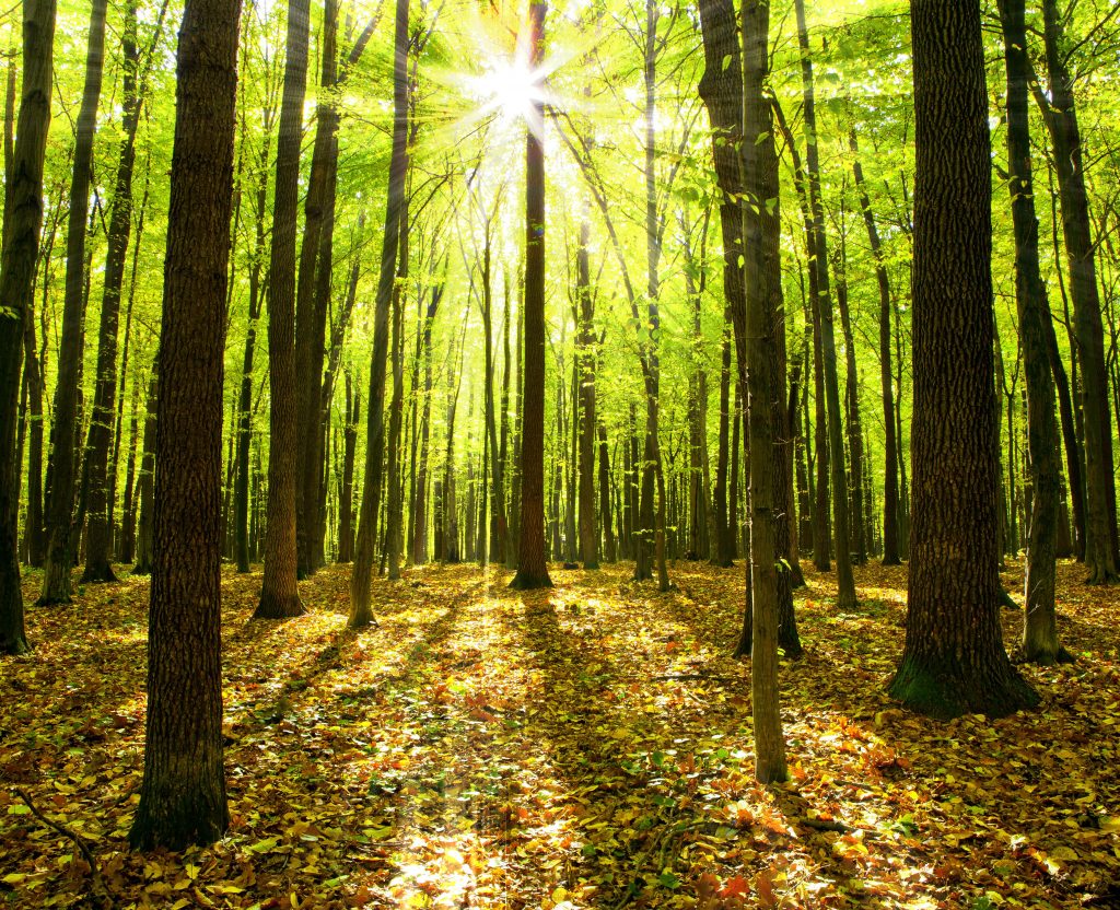 Forest Service releases state-by-state details on carbon emissions ...