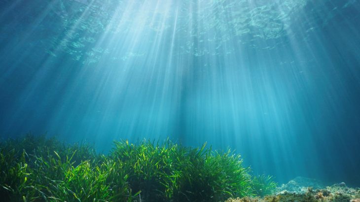 Mysterious microbes bubble up into the ocean floor • Earth.com