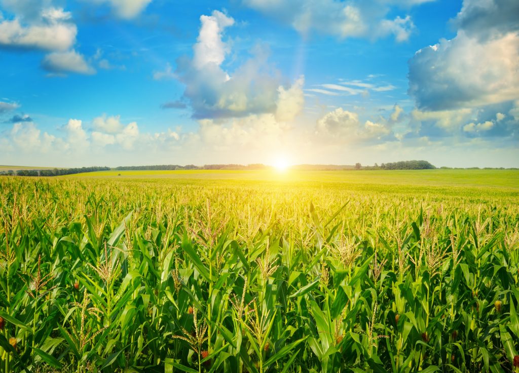 Best conditions for growing crops in the Midwest are moving north ...