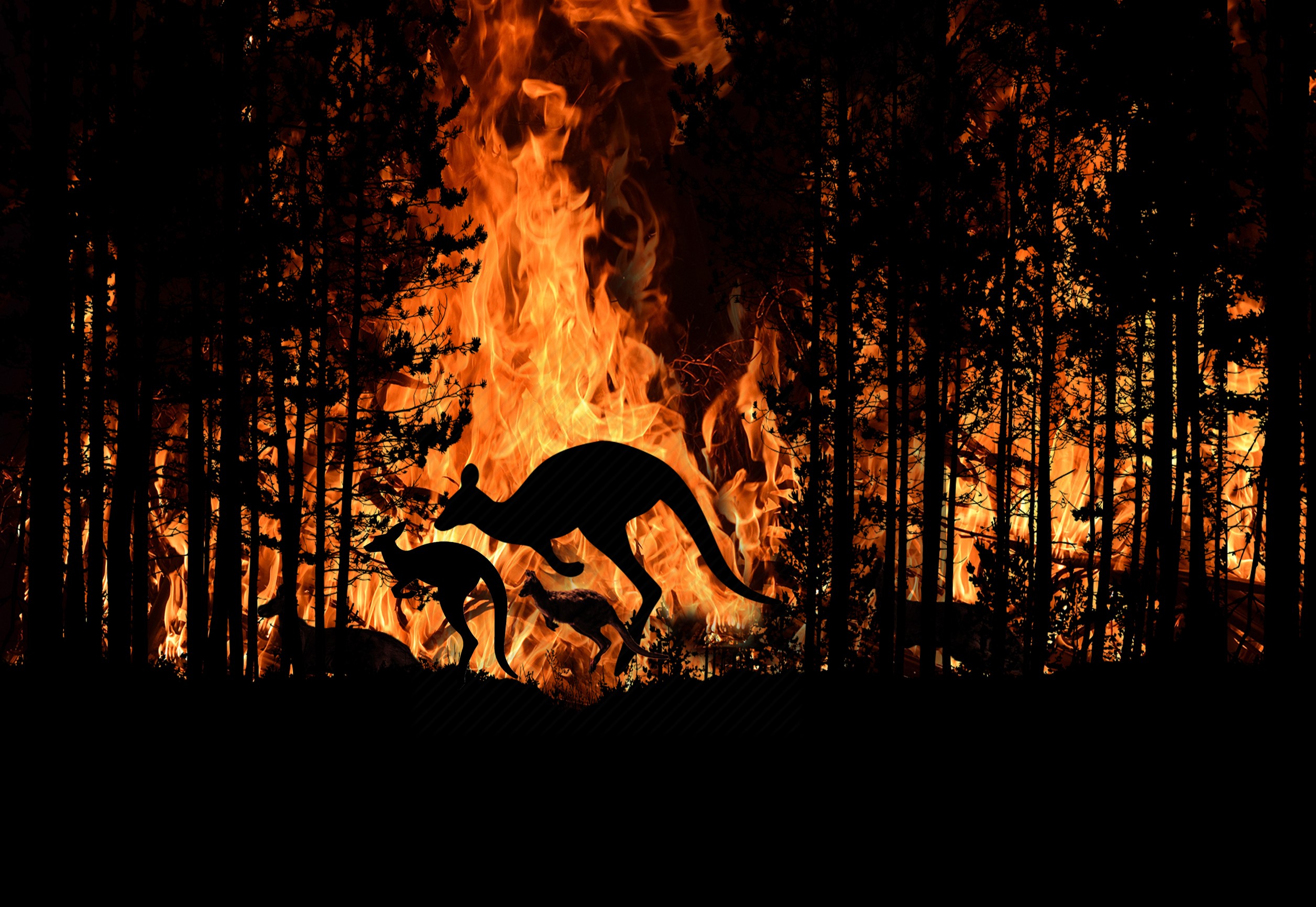 Logging intensified the risk and severity of Australian wildfires ...