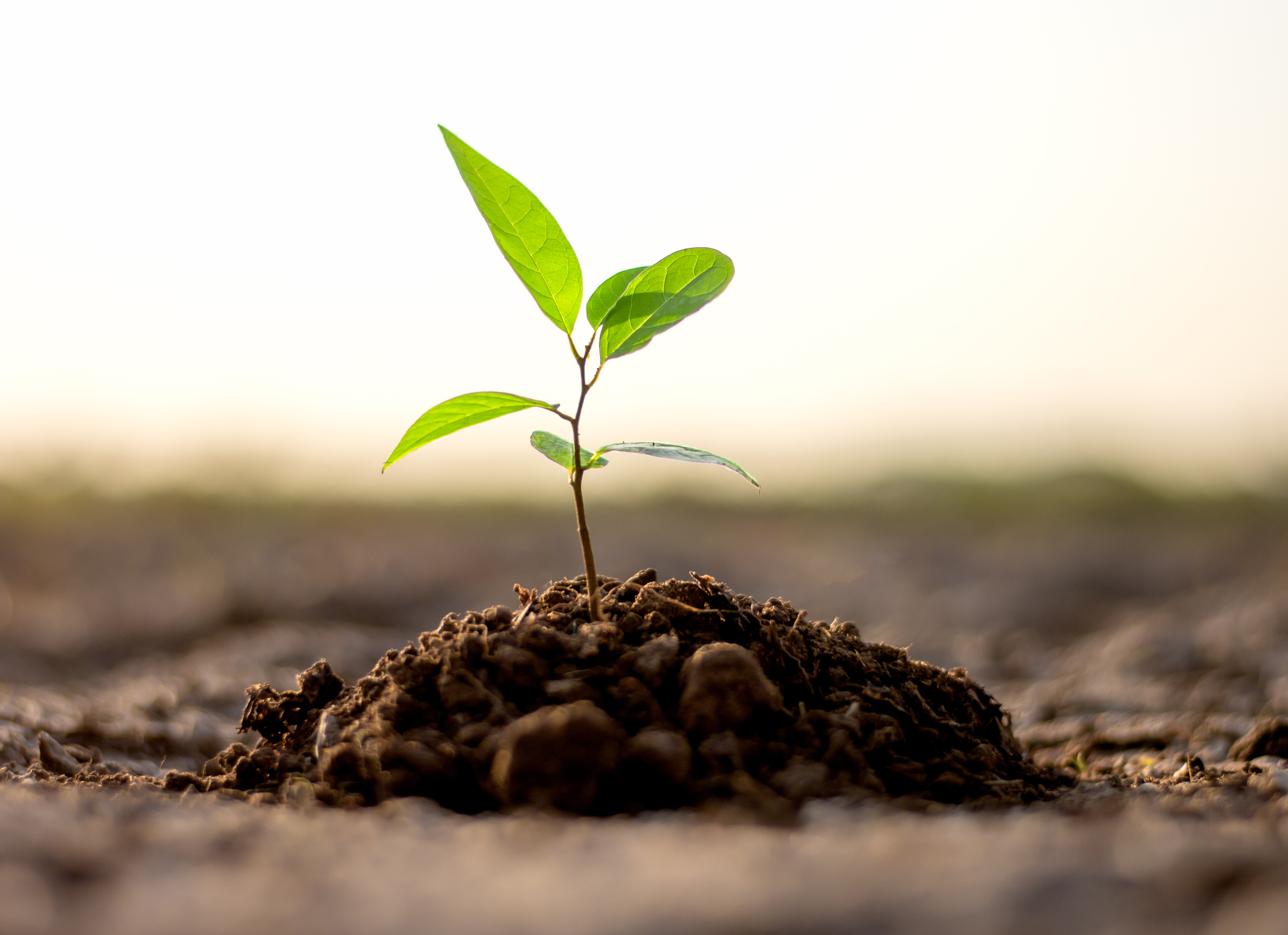 Planting Trees Will Not Solve The Issue Of Climate Change Earth Planting Trees Will Not Solve The Issue Of Climate Change Earth