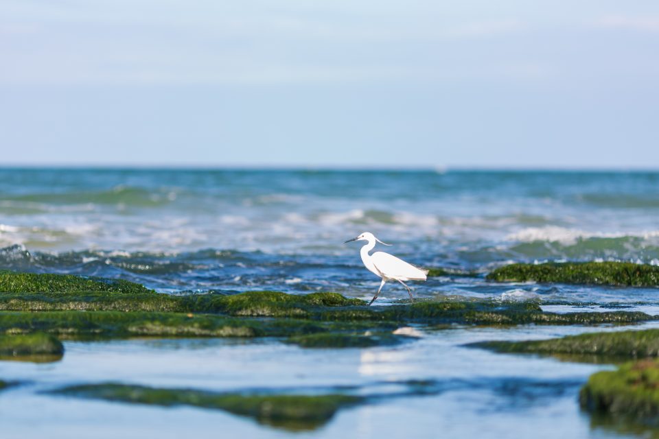 Groundbreaking technique turns rotting seaweed into biofuels • Earth.com