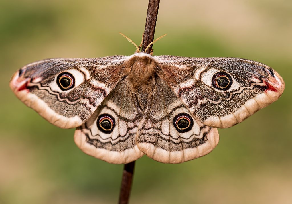 Moths found to be critically important pollinators - Earth.com