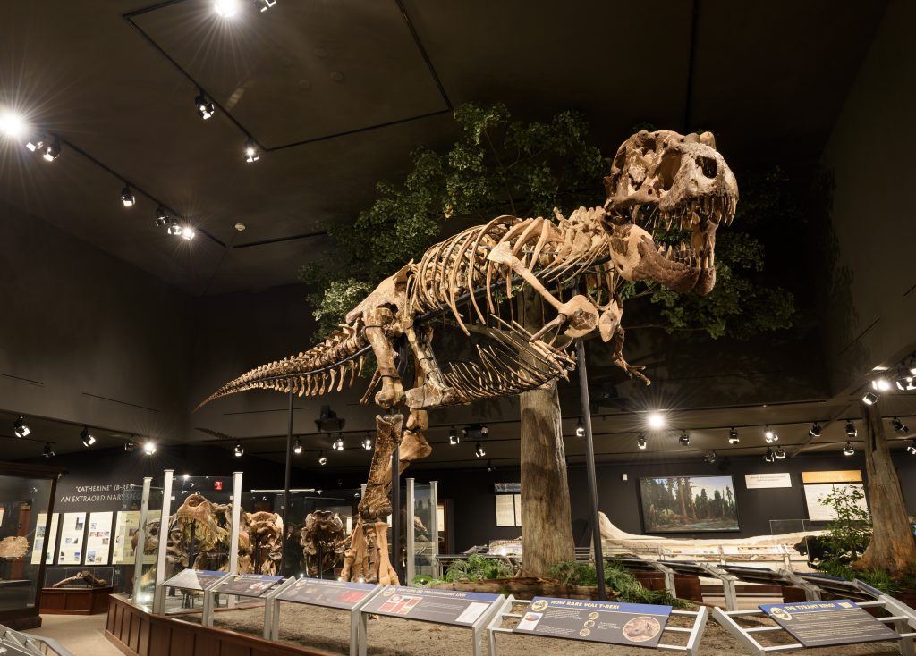 Dinosaurs with long legs were not built for speed - Earth.com