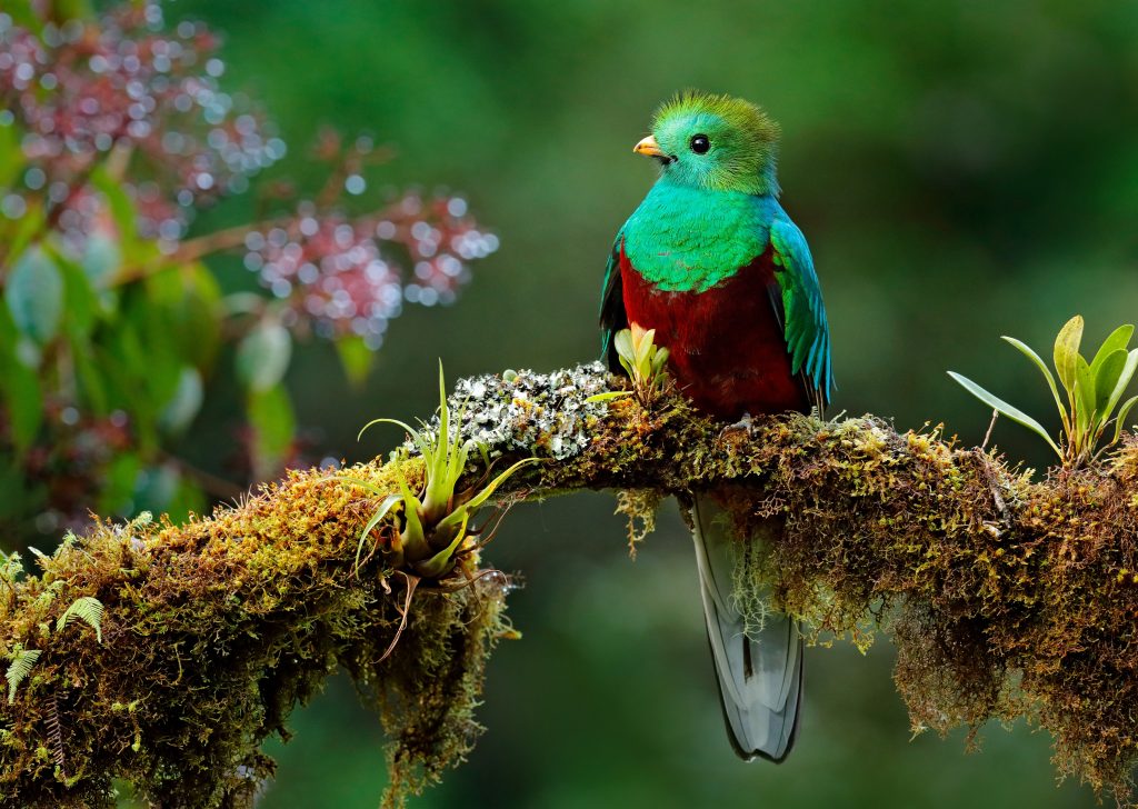 Why do some birds develop so much faster than others? - Earth.com