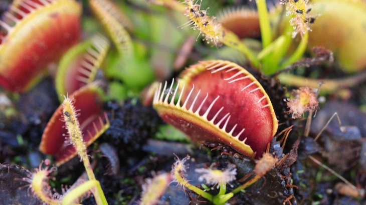 The secret lives of carnivorous plants • Earth.com