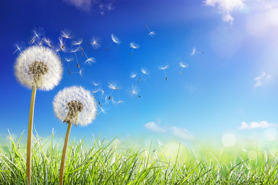 Plants have memories they learn to forget • Earth.com