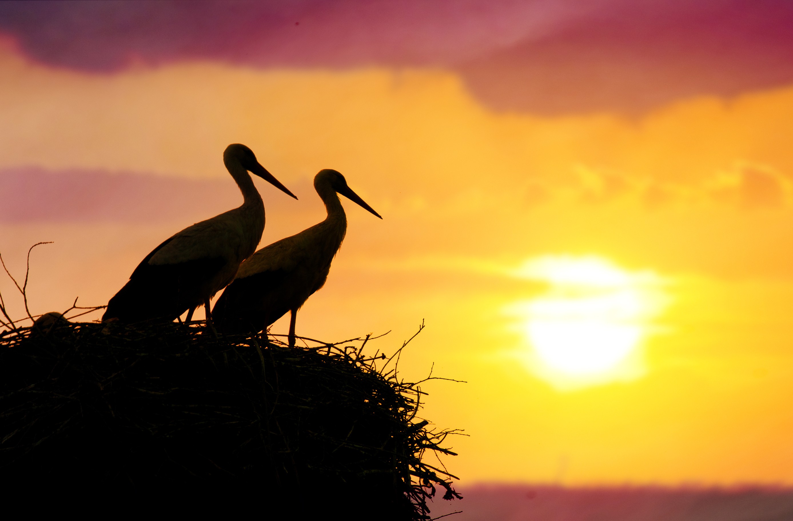 Scientists explore the basis of animal decision-making - Earth.com