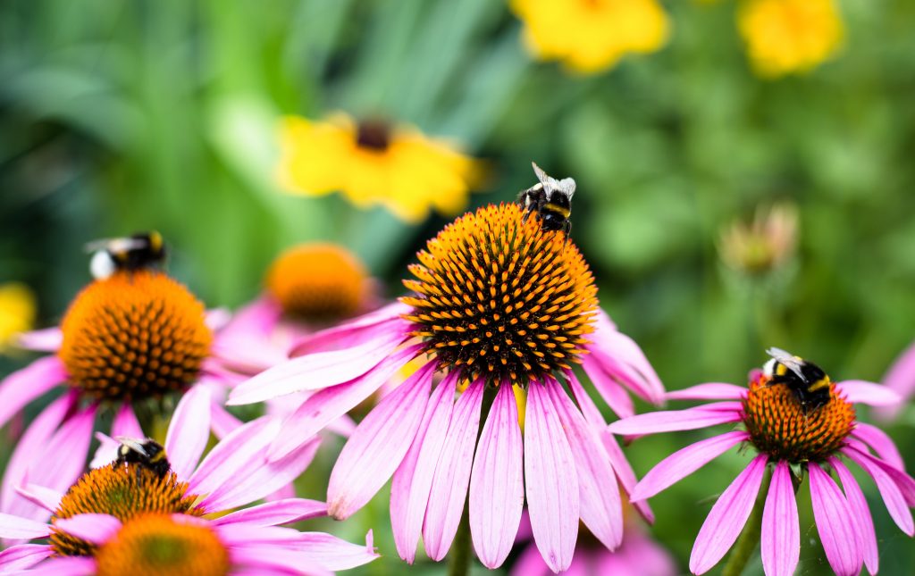 Hungry bumblebees bite plants to make them bloom early - Earth.com