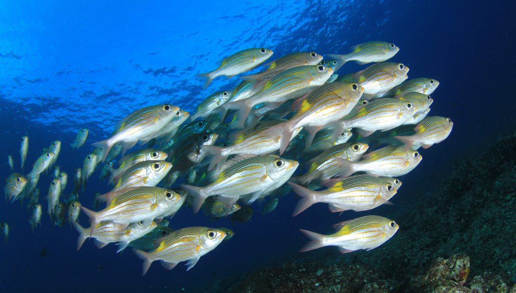 Some fish thrive in chaos, and it gives them the upper hand - Earth.com