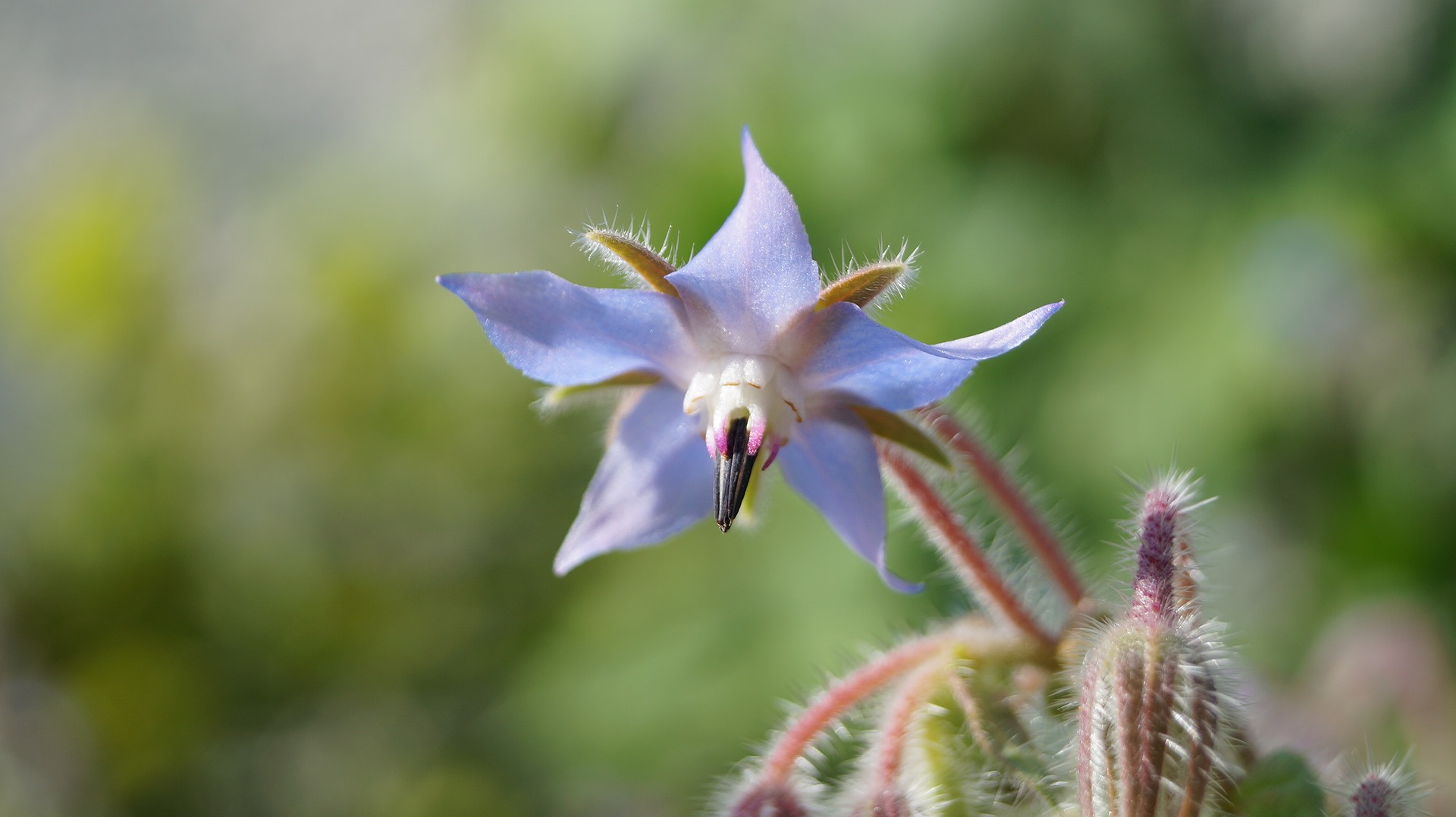 What Is a Borage Flower? - Earth.com - Earthpedia