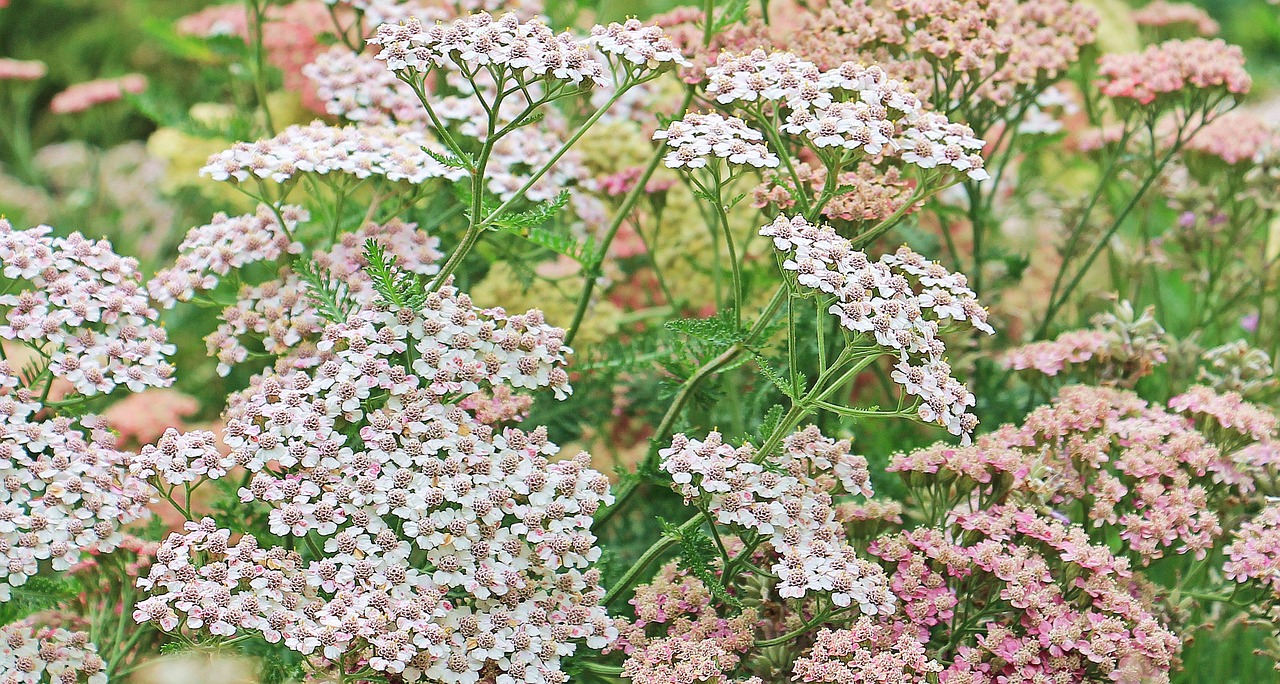 Top Yarrow Uses and Where to Find It - Earth.com - Earthpedia