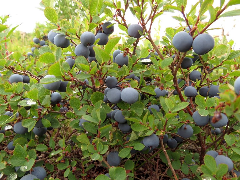 Intro Guide to Identifying Wild Berries - Earth.com - Earthpedia
