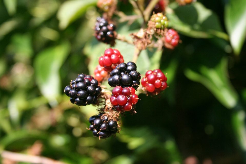 Intro Guide to Identifying Wild Berries - Earth.com - Earthpedia