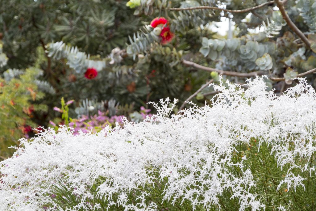 Some plants have evolved to take advantage of ant pollination - Earth.com