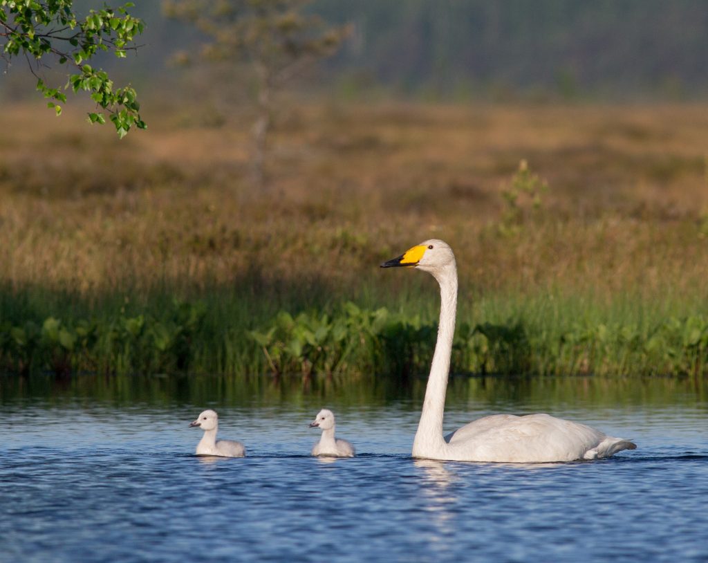 Bewick's swans shorten migrations as climate warms • Earth.com