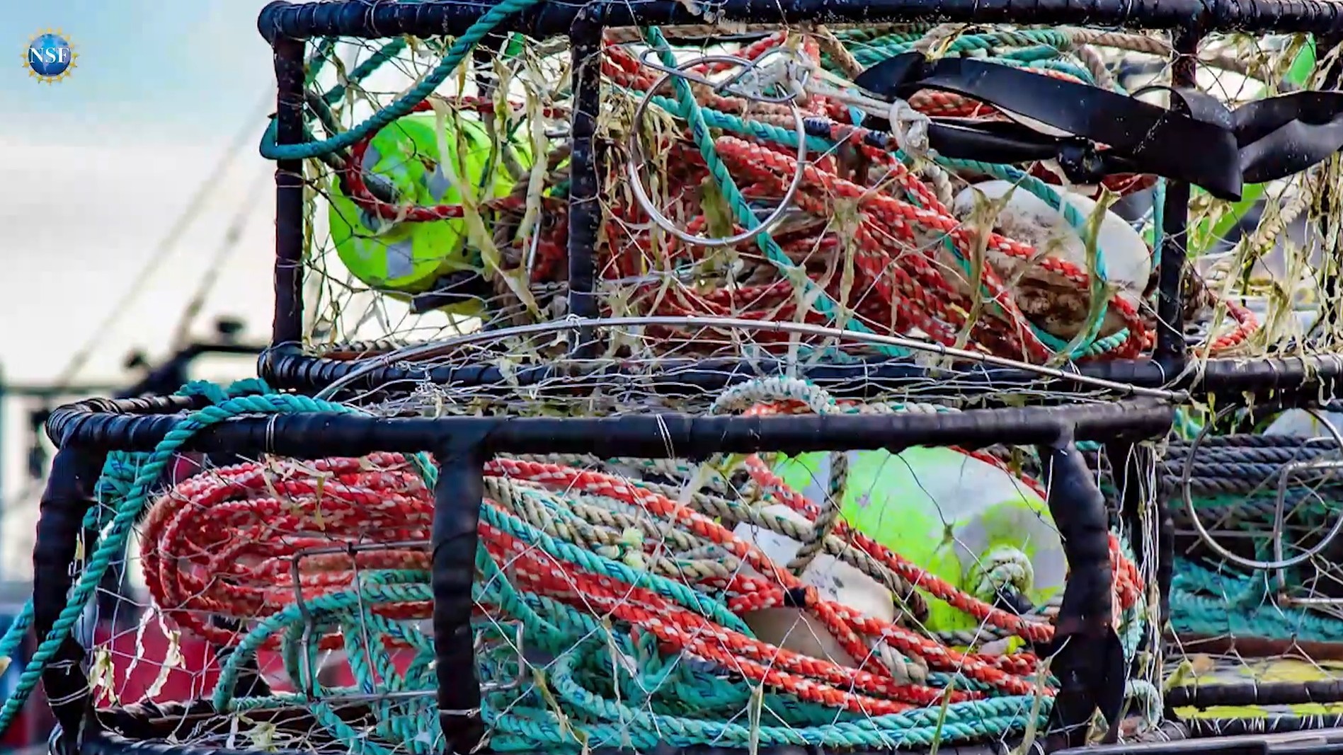 Chemists are creating ocean-friendly fishing nets - Earth.com
