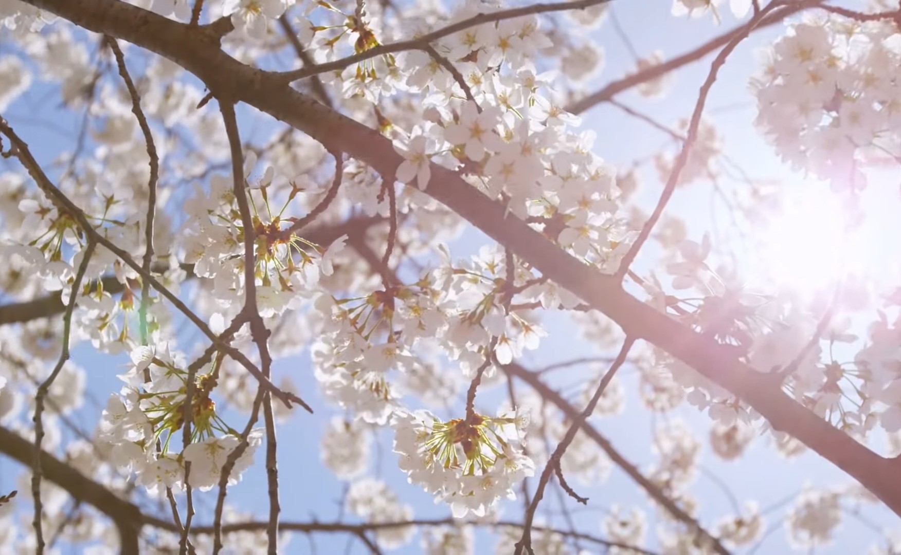 Spring showers stir up tiny pollen particles - Earth.com