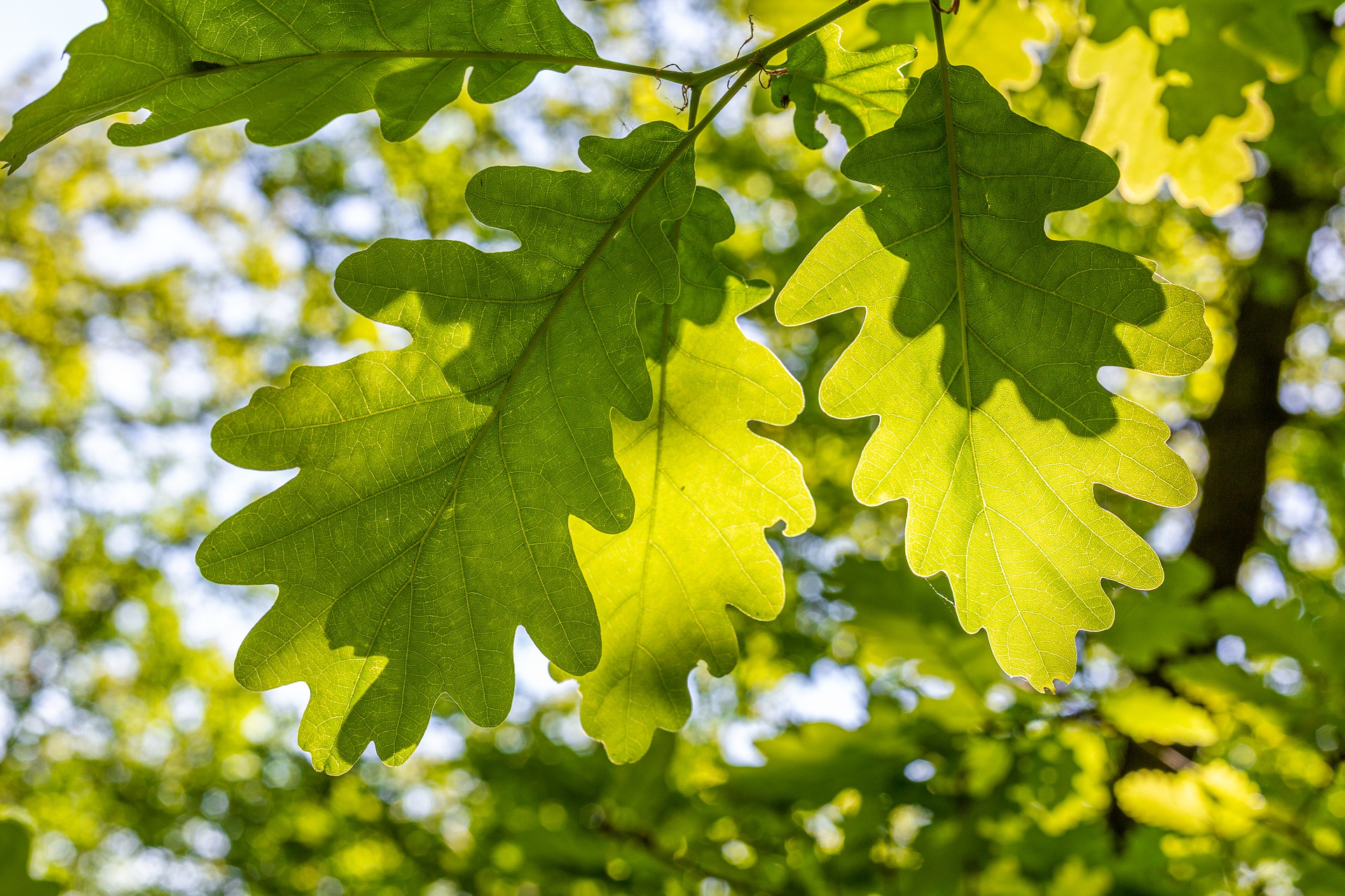 Helpful Tips For Tree Leaf Identification Earth Earthpedia