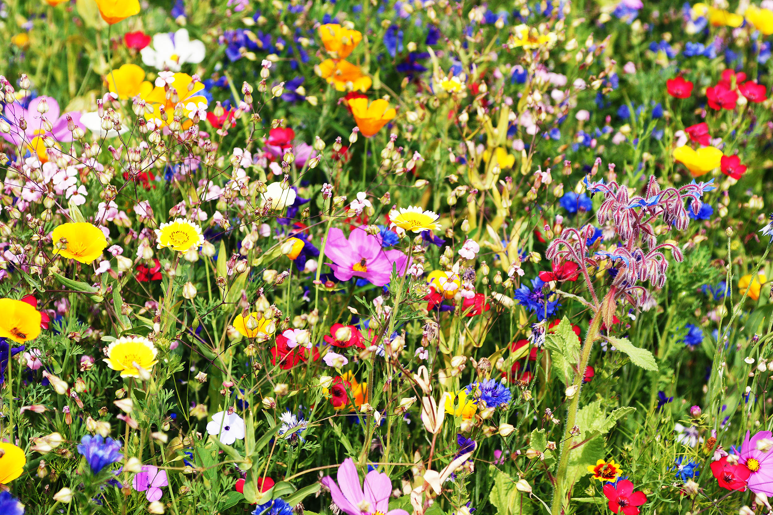 Basics of Angiosperm Lifecycles Explained - Earth.com