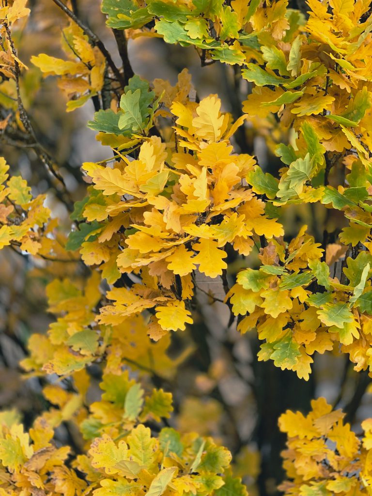 Helpful Tips for Tree Leaf Identification • Earth.com • Earthpedia