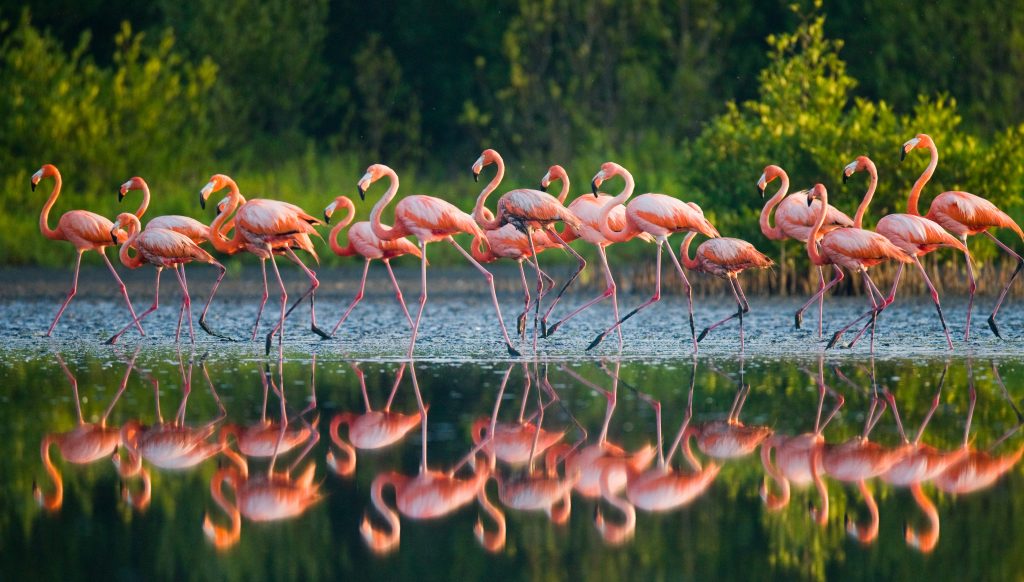 Pink flamingos once thrived in the Australian outback - Earth.com