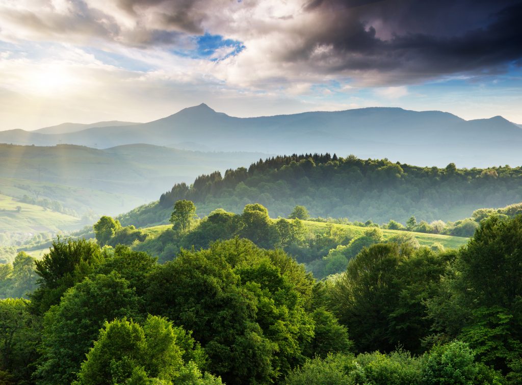 Extreme heat in 2018 drastically impacted forests in Europe - Earth.com