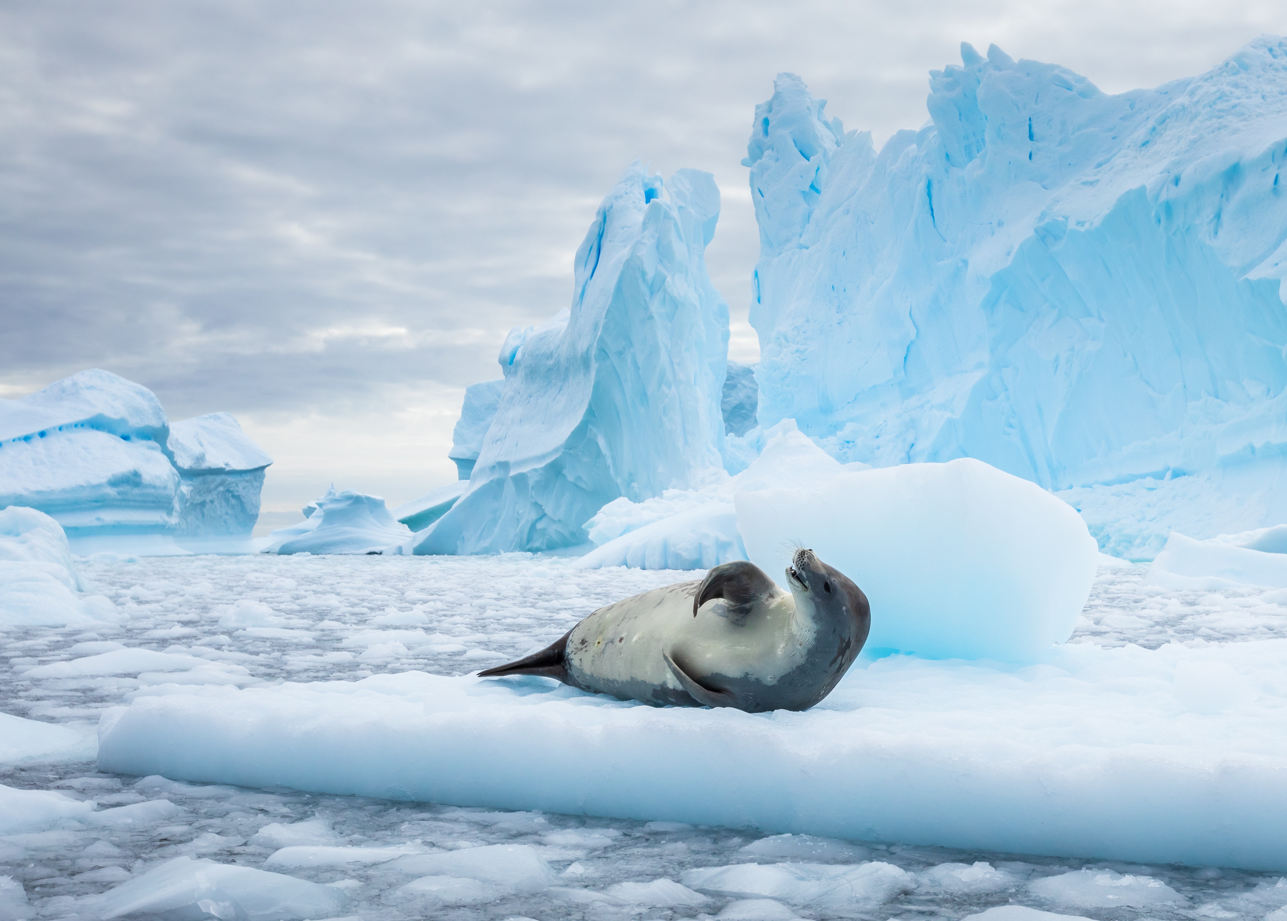 Unknown ocean currents discovered with the help of seals - Earth.com