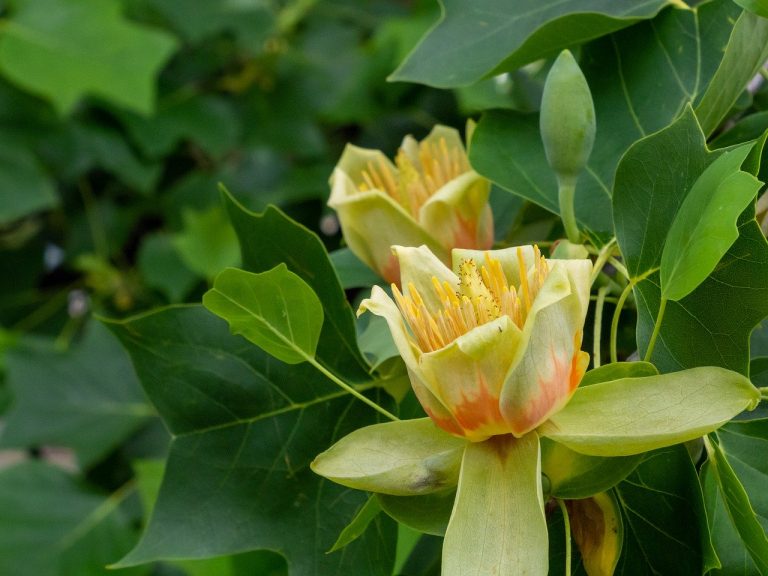 7 Beautiful Flowering Trees and How to Identify Them - Earth.com