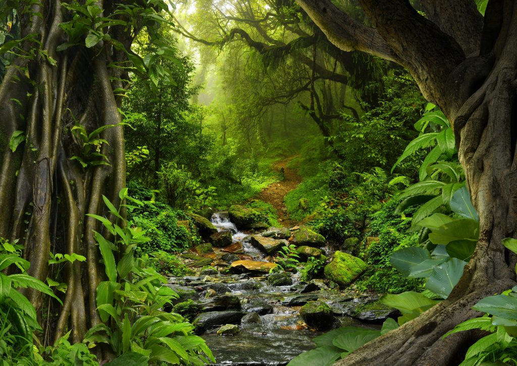 Gold mining limits the recovery of Amazon forests - Earth.com
