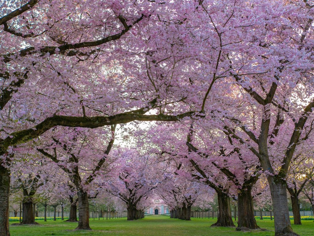 7 Beautiful Flowering Trees and How to Identify Them - Earth.com