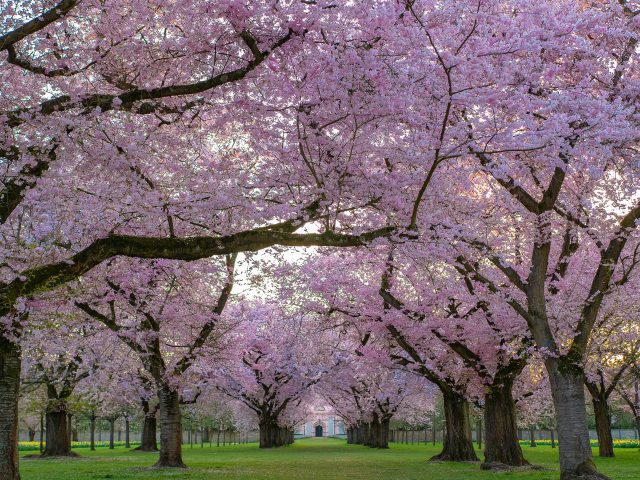 7 Beautiful Flowering Trees and How to Identify Them - Earth.com