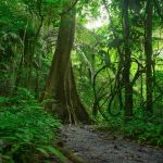 Global deforestation and the slow progress to protect the world’s ...