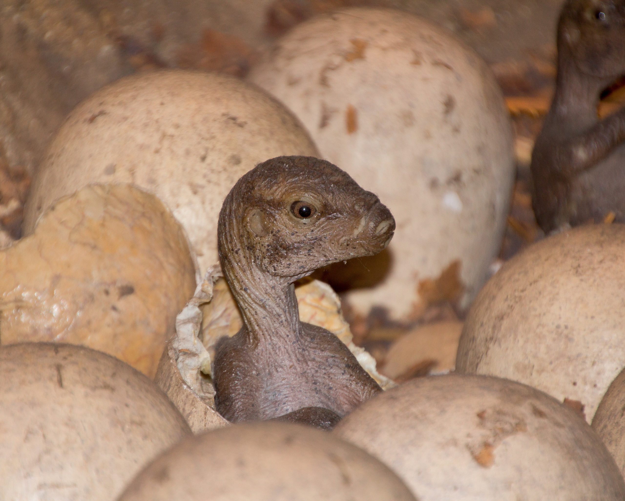 Dinosaurs may have descended from four-inch-tall ancestors - Earth.com